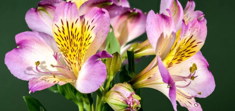 Catalogue - Guillaume Fleurs